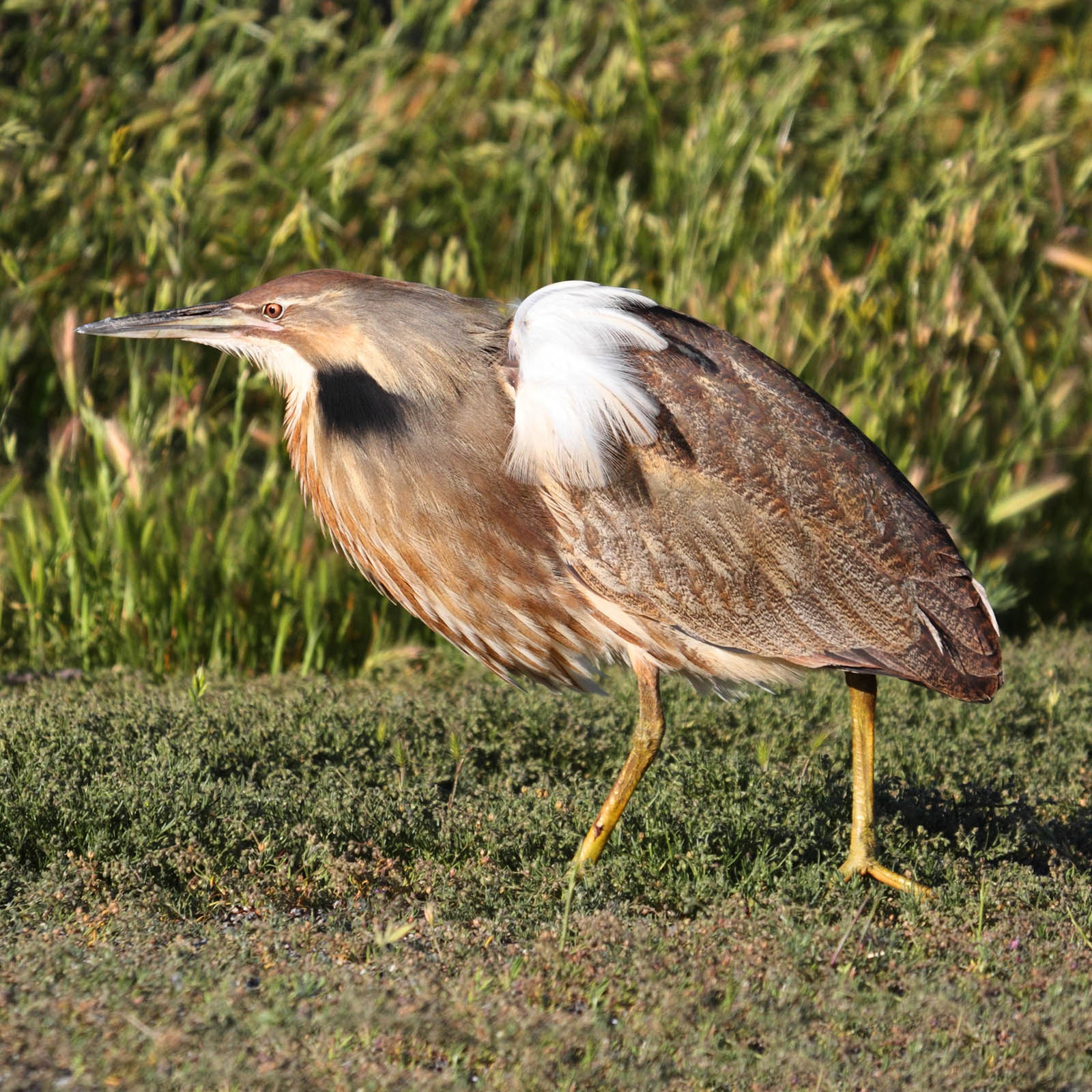Bittern Aiders - Preserving the American Bittern